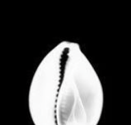 Cowrie Village – Sustainable Solutions for Better Living